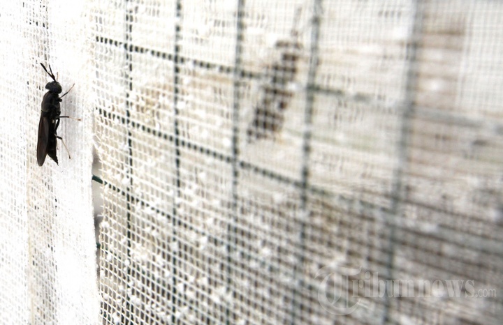 Mengolah Sampah Organik dengan Metode Maggot BSF - Komposter RT, Foto 1 ...