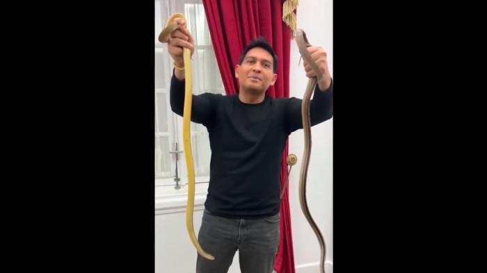 Banyak Hama Tikus, Lucky Hakim Bikin Gebrakan dengan Lepasliarkan Ular ke Sawah Indramayu ...