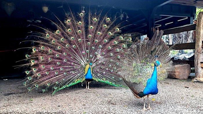Penampakan Burung Merak Milik Irfan Hakim, Bulunya Mekar Saat Musim ...