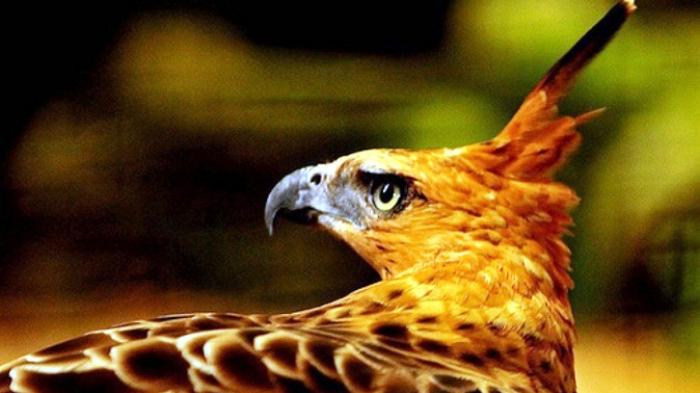 Identik dengan Burung Garuda, Segini Perkiraan Jumlah Populasi Elang ...
