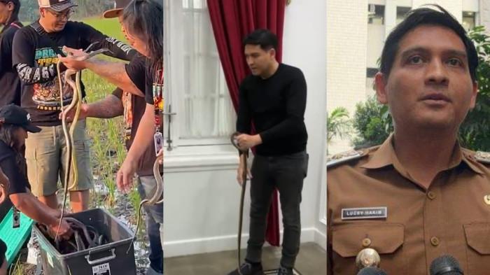Cara Unik Lucky Hakim Berantas Hama Tikus, Lepasliarkan Ular Lanang ...