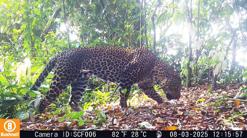 Mengejutkan, 19 Macan Tutul Jawa-Kumbang Terekam Kamera Trap di Gunung Sanggabuana Karawang ...