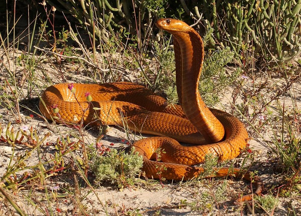 Warga Bekasi Utara Panik, Ular Cobra Kuning 4 Meter Ada di Plafon Rumah ...